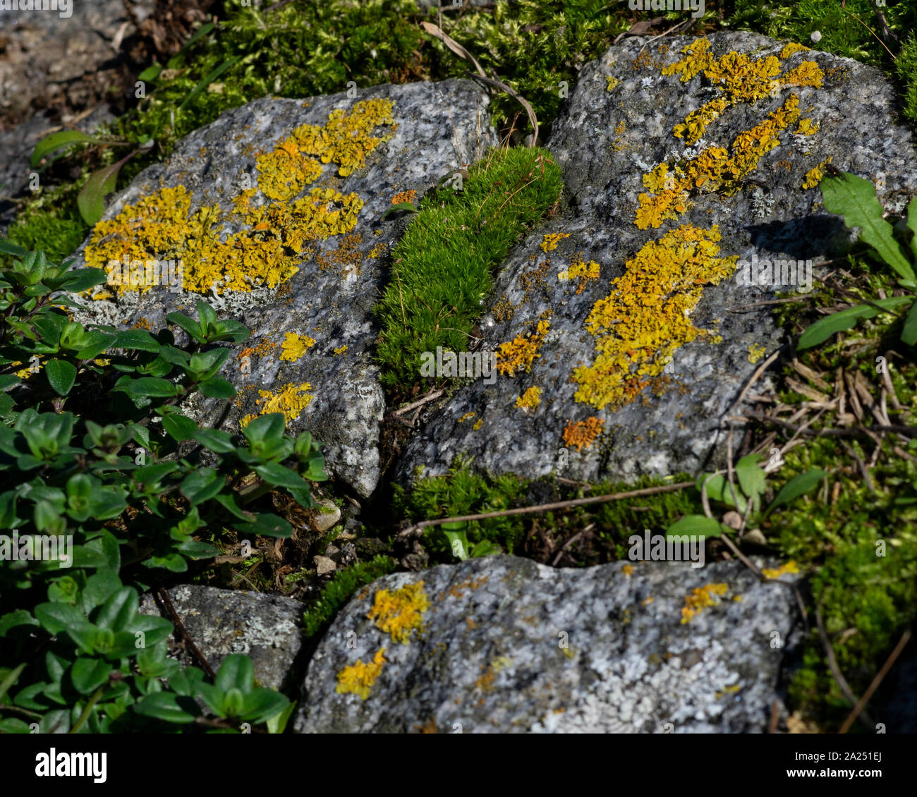 yellow braids and green moos on a granite rock Stock Photo - Alamy