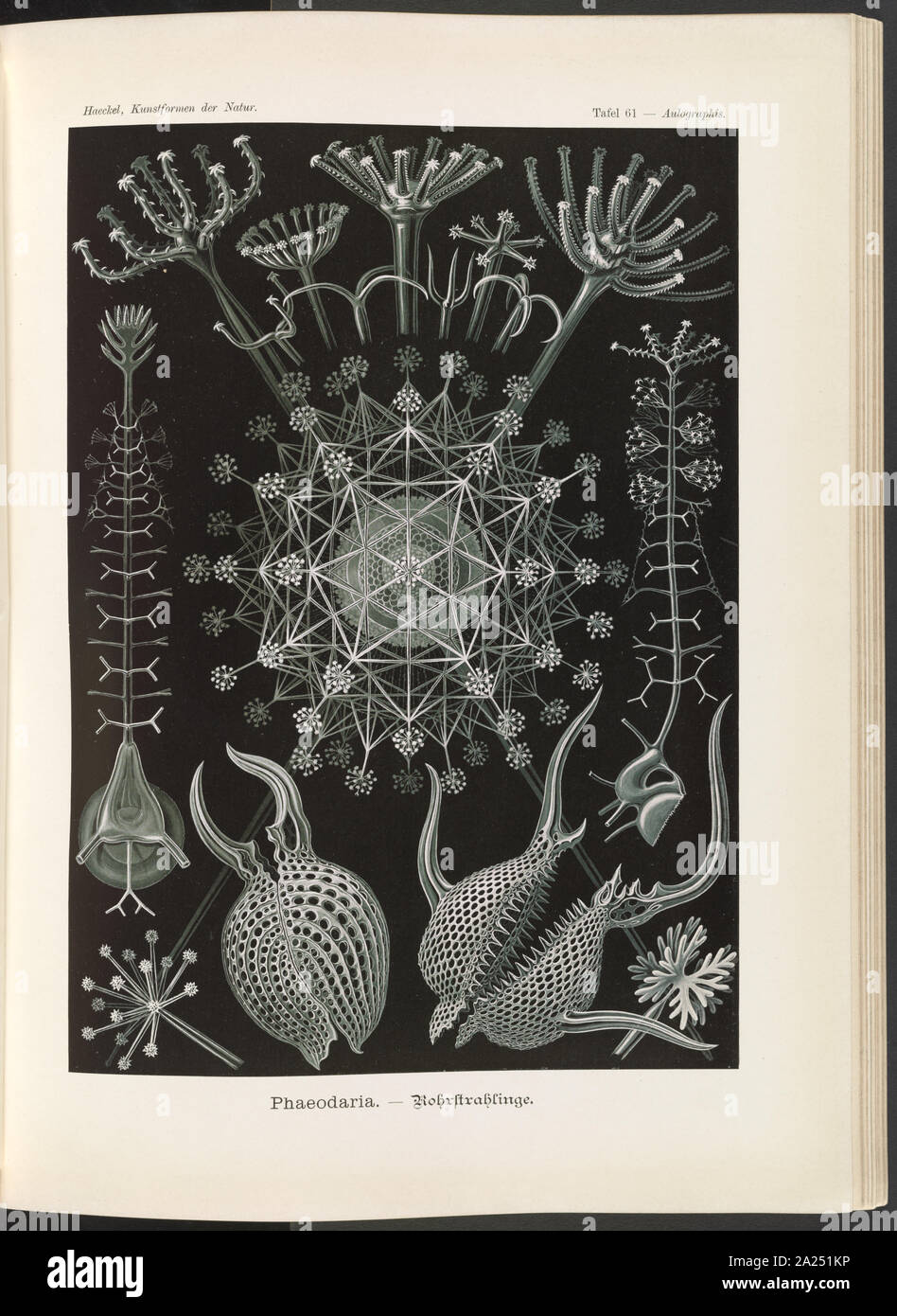 Phaeodaria hi-res stock photography and images - Alamy