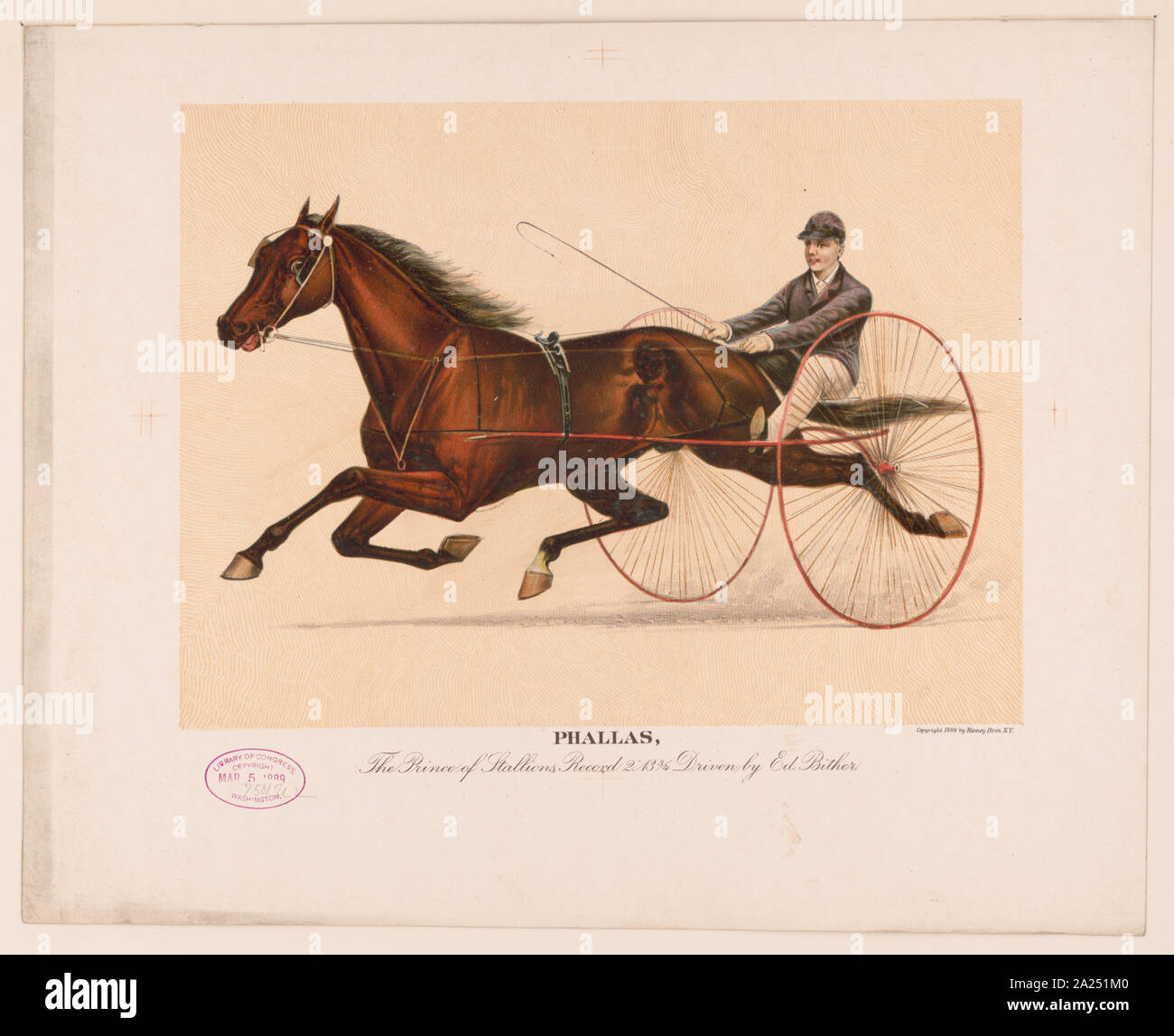 Phallas hi-res stock photography and images - Alamy