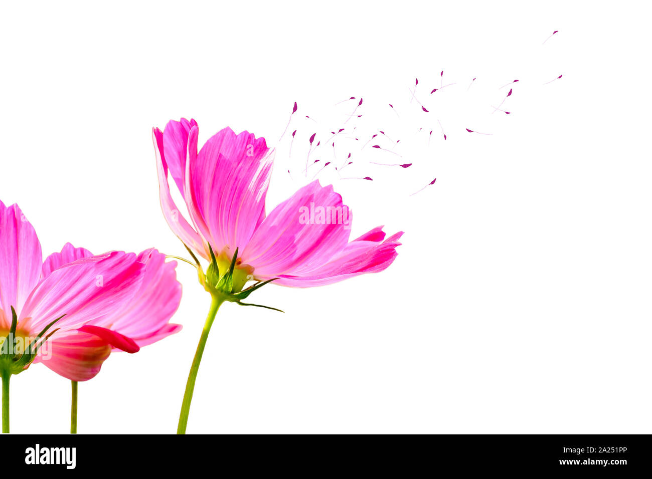 Pollen of flowers are blown by the wind on a nature background Stock ...