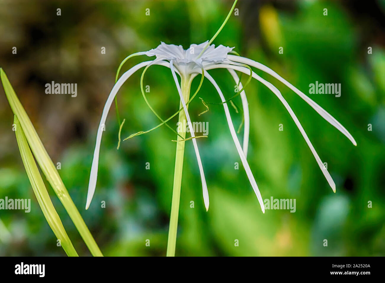 Giant Spider Lily High Resolution Stock Photography and Images - Alamy