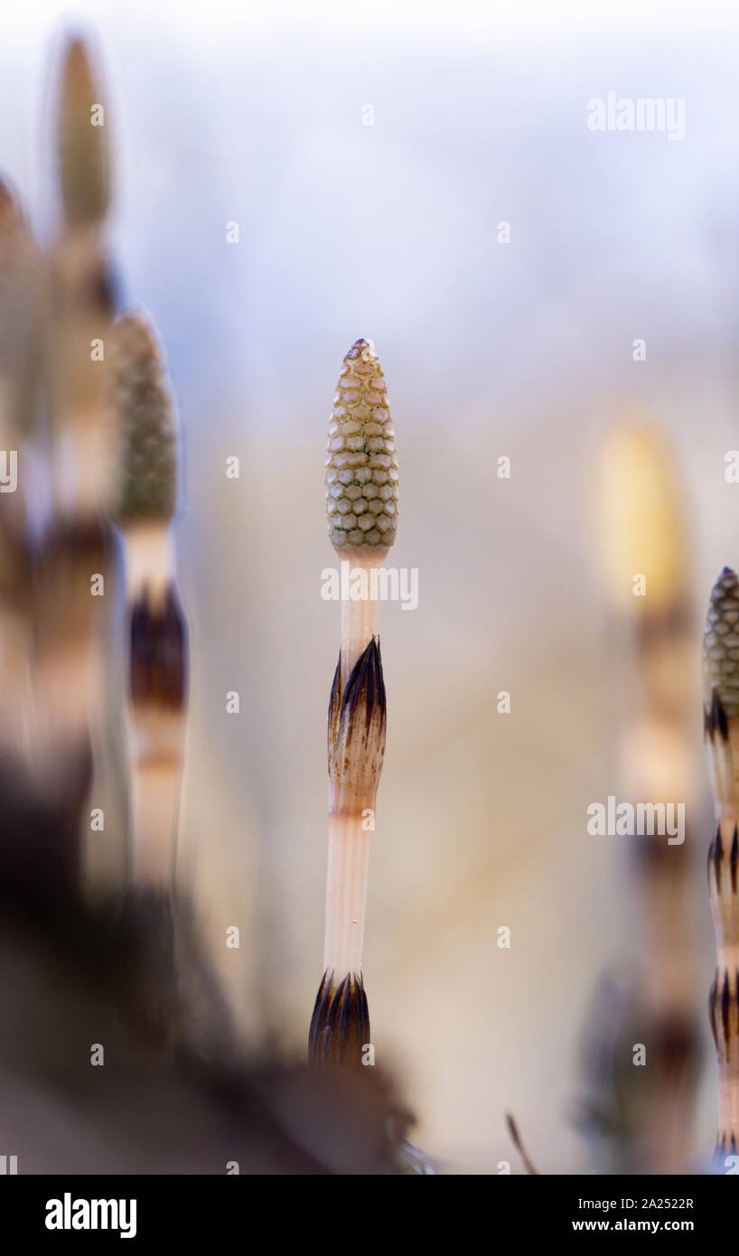 Arthrophyta Characteristics