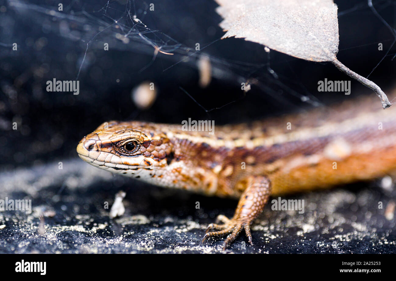 Brown scale hi-res stock photography and images - Alamy