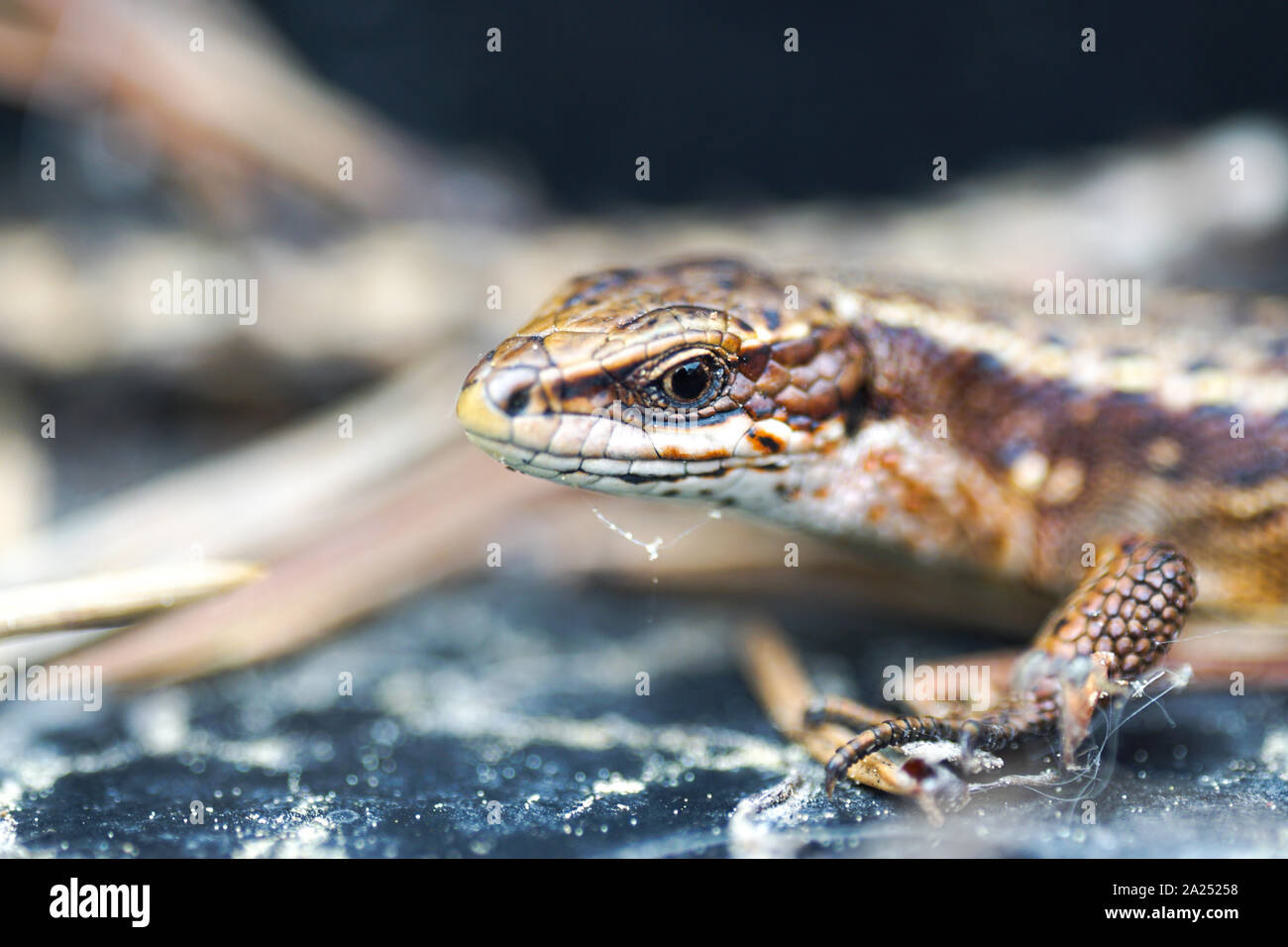 Brown scale hi-res stock photography and images - Alamy
