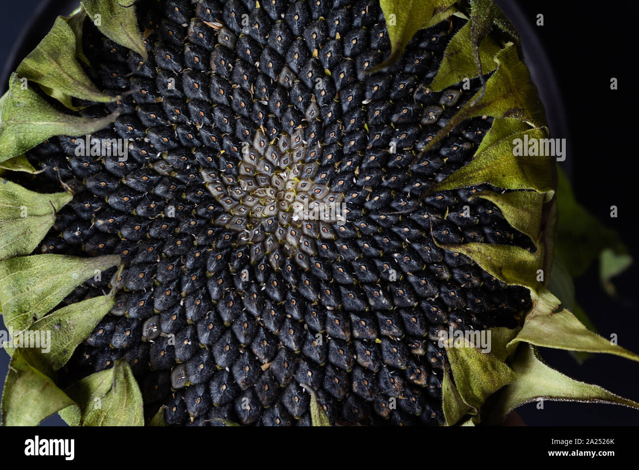 Close up dark top view photo of beautiful ripe sunflower Stock Photo ...