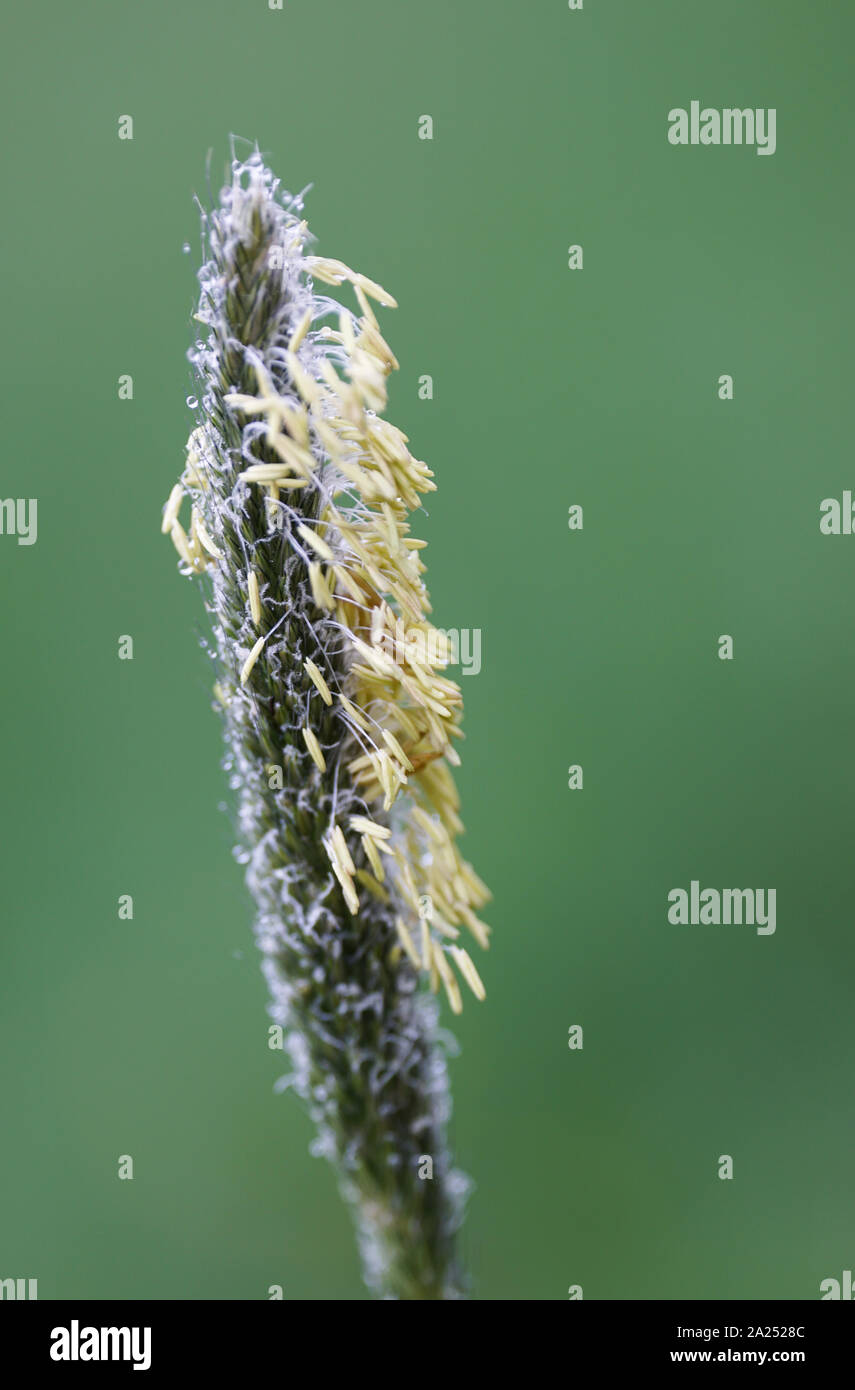 Timothy grass (Phleum pratense) closeup Stock Photo - Alamy