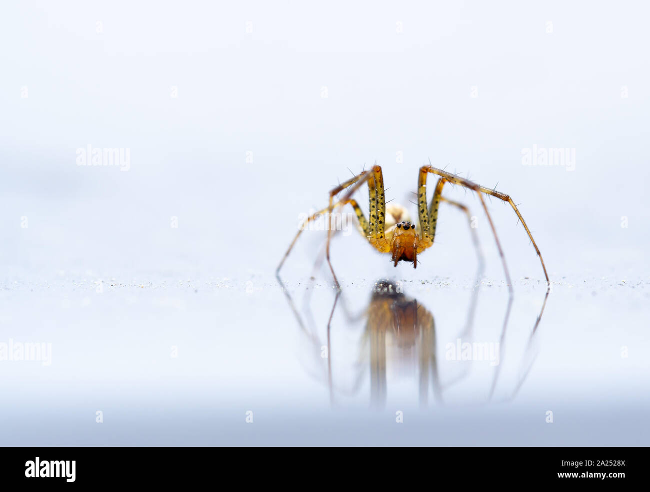 a reflection of a spider Stock Photo - Alamy