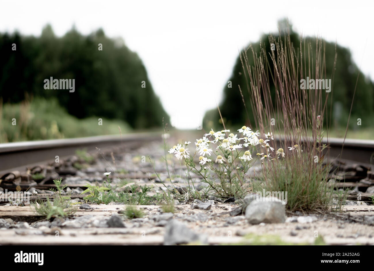 grass and flowers between railroad tracks Stock Photo - Alamy