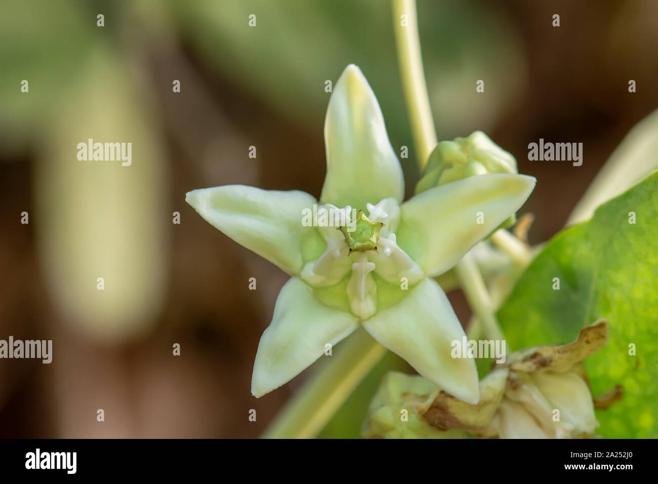 Calotropis white on a nature background Stock Photo - Alamy
