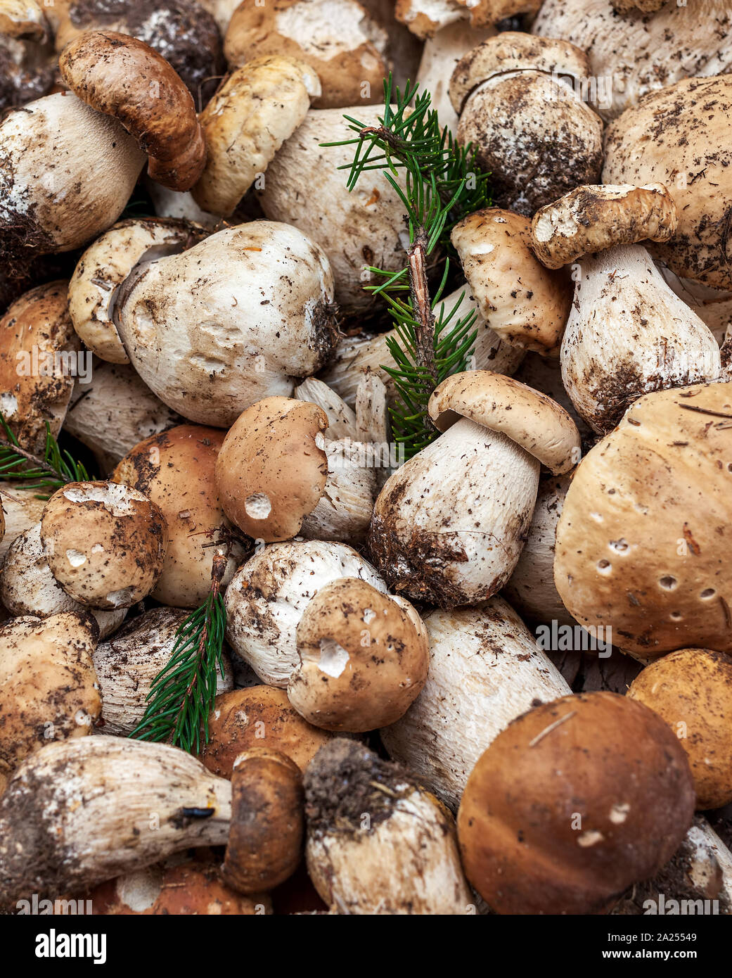 Porcino mushrooms hi-res stock photography and images - Alamy
