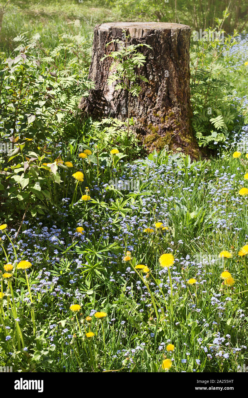 Birch tree flowers hi-res stock photography and images - Alamy