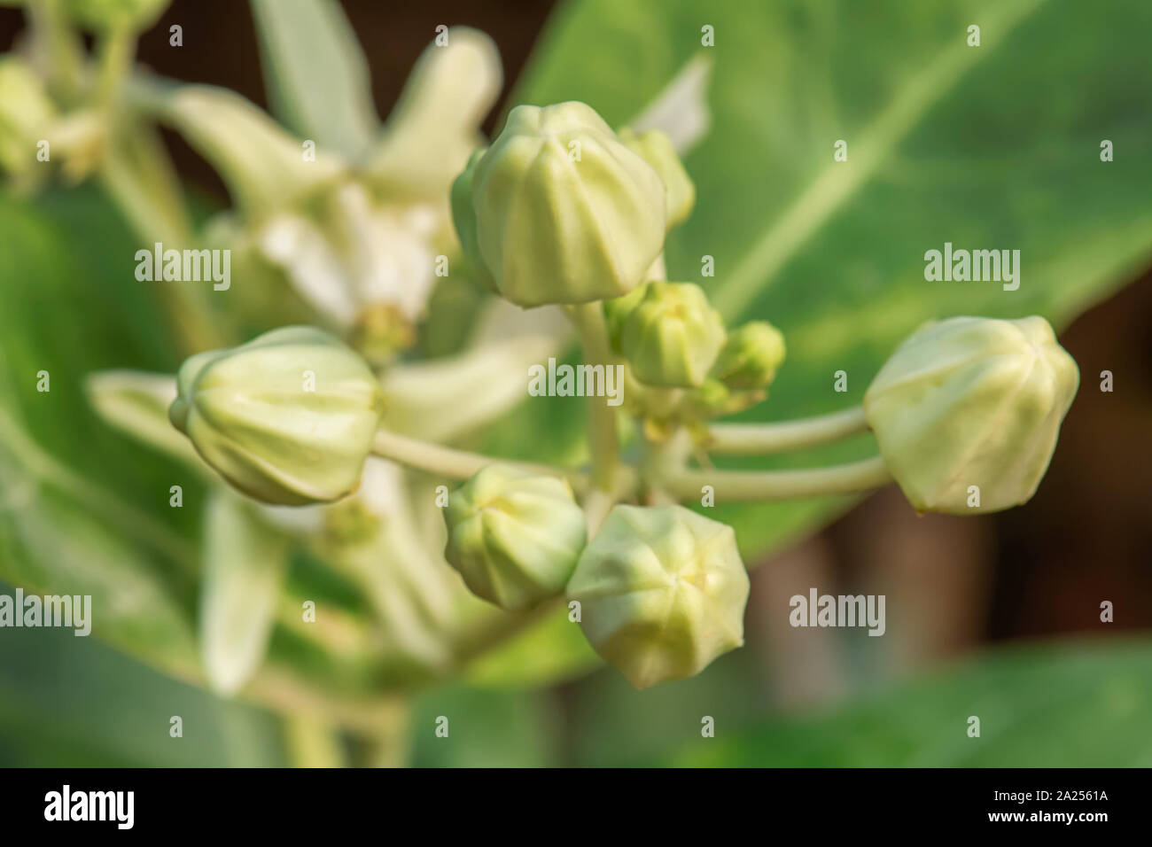 Calotropis white on a nature background Stock Photo - Alamy