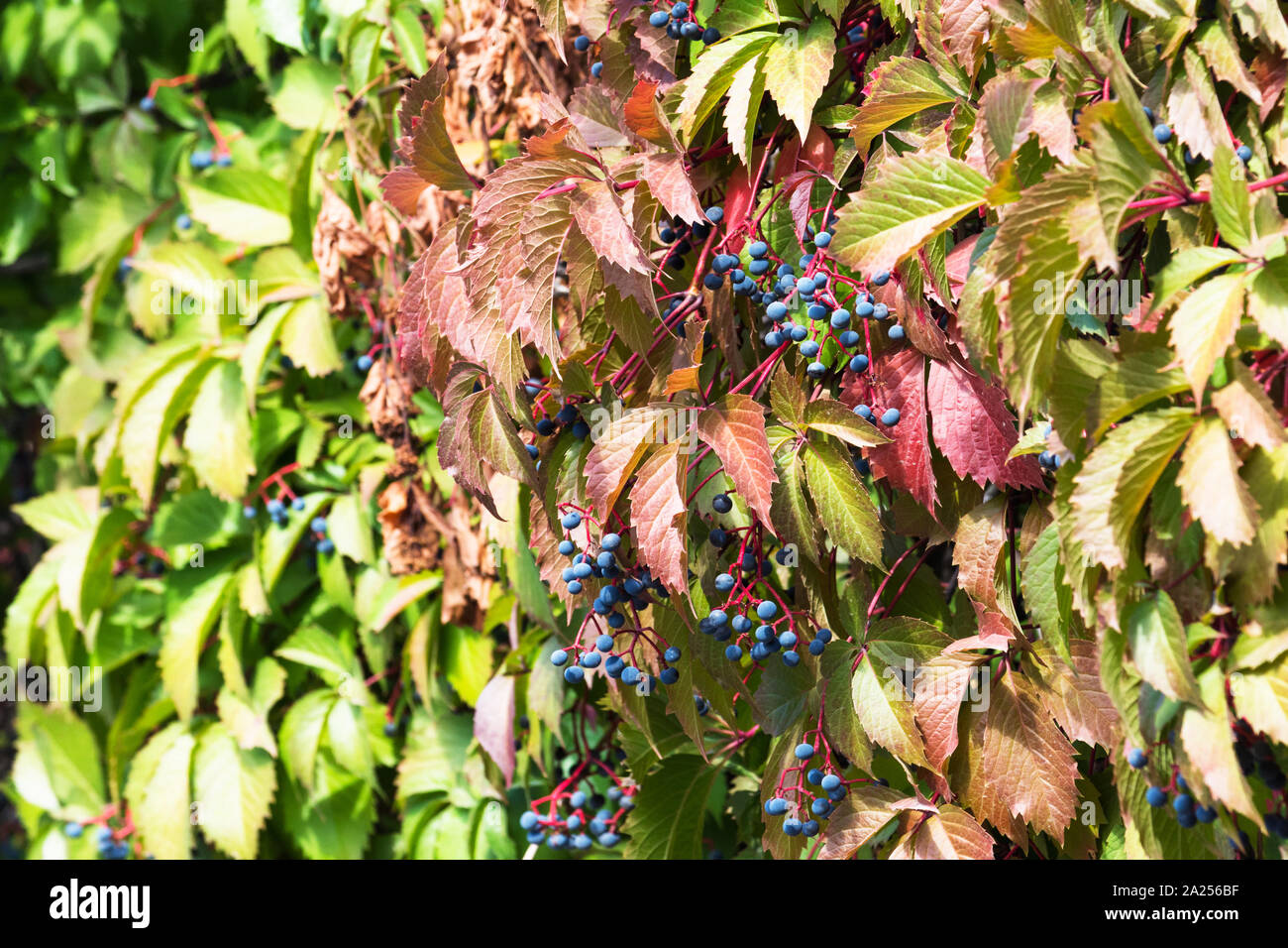 Virginia creeper berries hi-res stock photography and images - Alamy