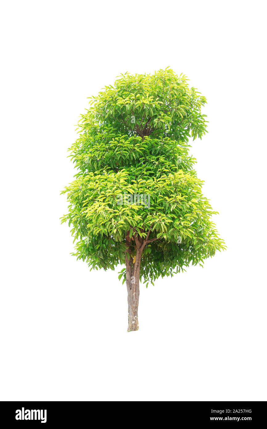 Closeup Bullet Wood (Mimusops elengi Linn) Tree isolated on white ...