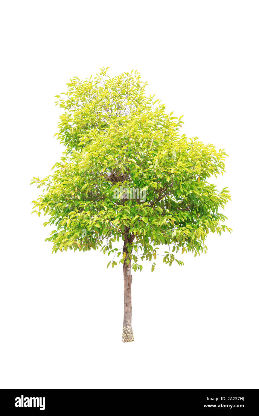 Closeup Bullet Wood (Mimusops elengi Linn) Tree isolated on white ...