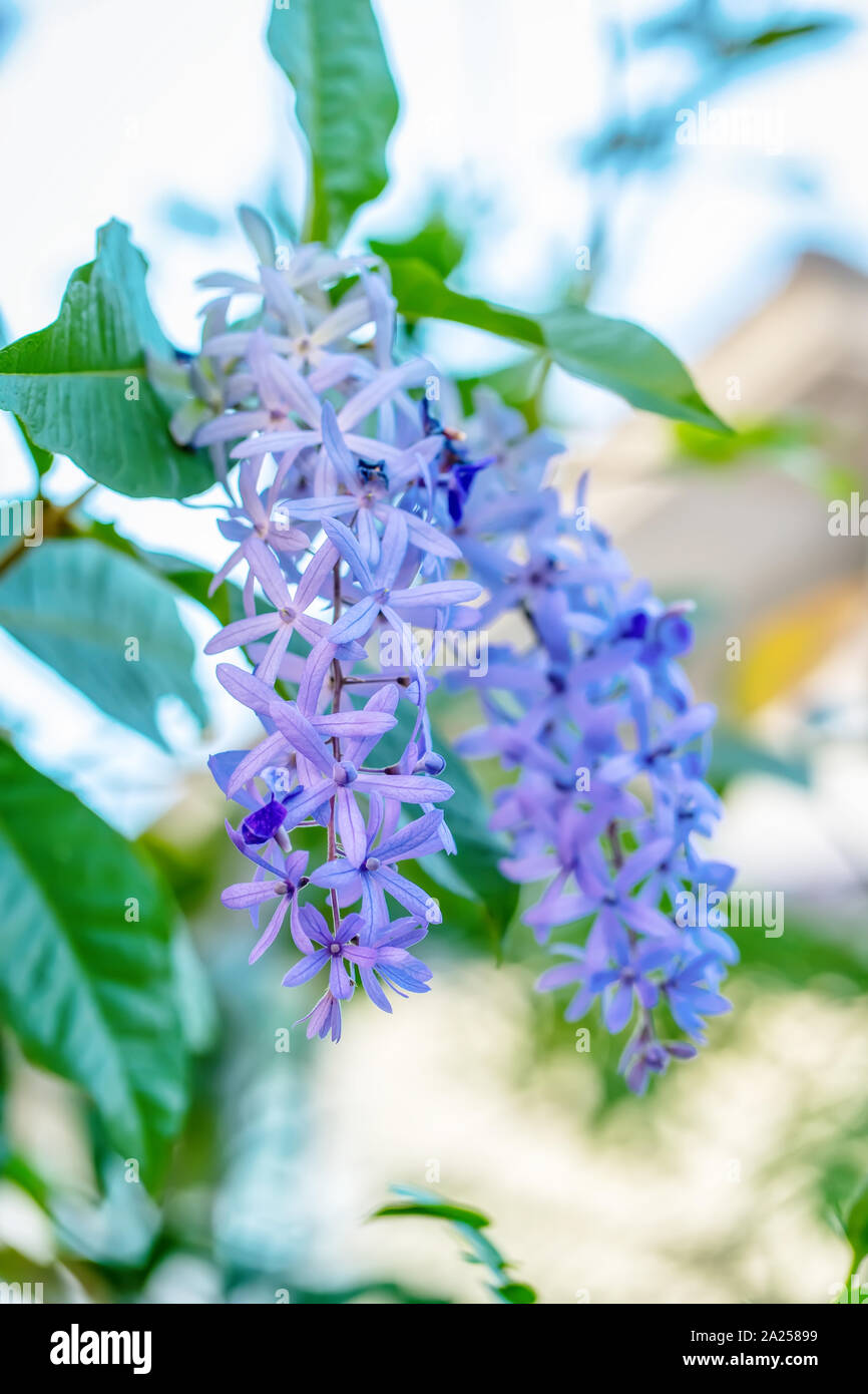 Petrea volubilis hi-res stock photography and images - Alamy
