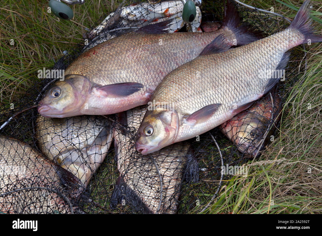 Good catch. Close up view of just taken from the water freshwater ...