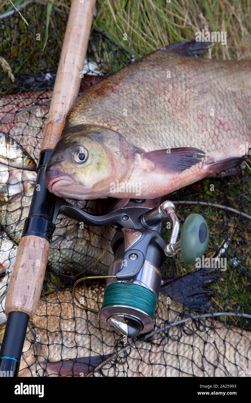 Good catch. Close up view of just taken from the water big freshwater ...
