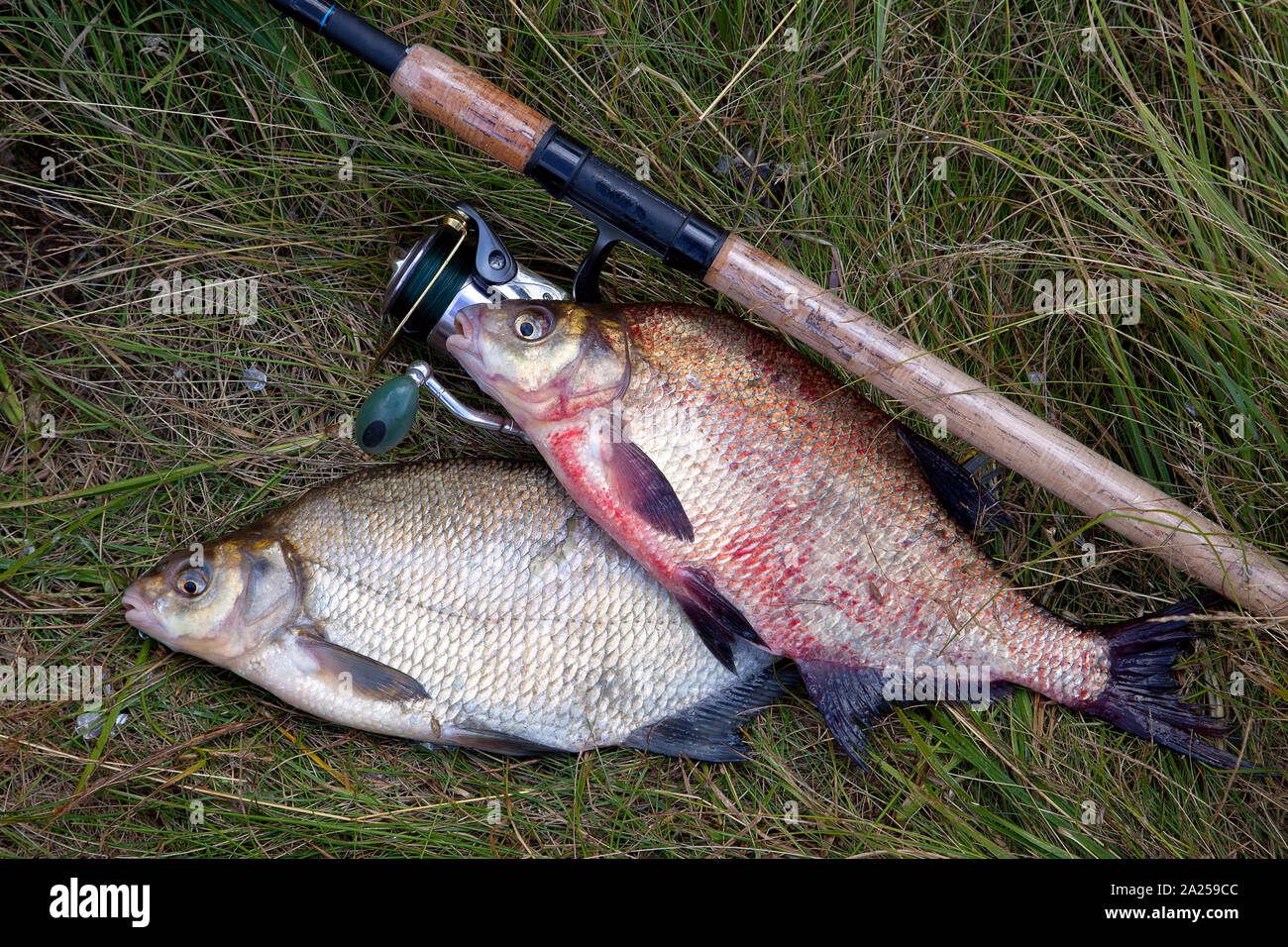 Good catch. Just taken from the water big freshwater common bream known ...