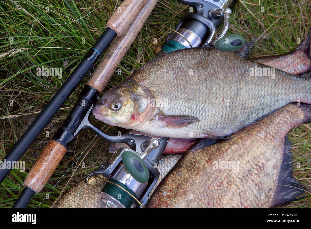 Good catch. Close up view of just taken from the water big freshwater ...
