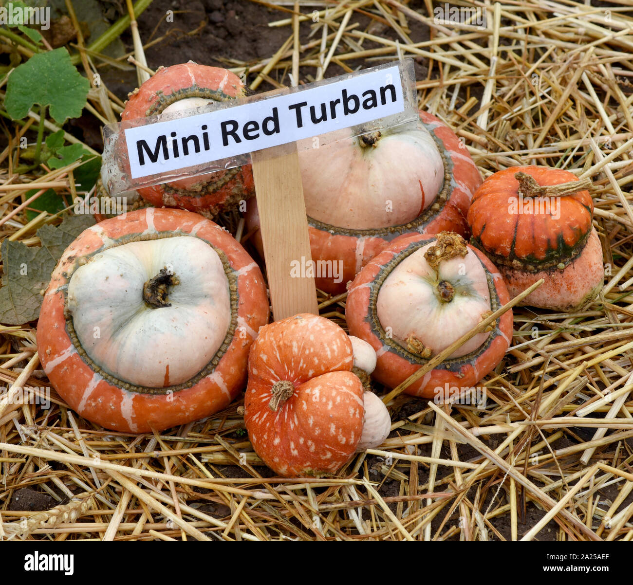 Ein turban hi-res stock photography and images - Alamy