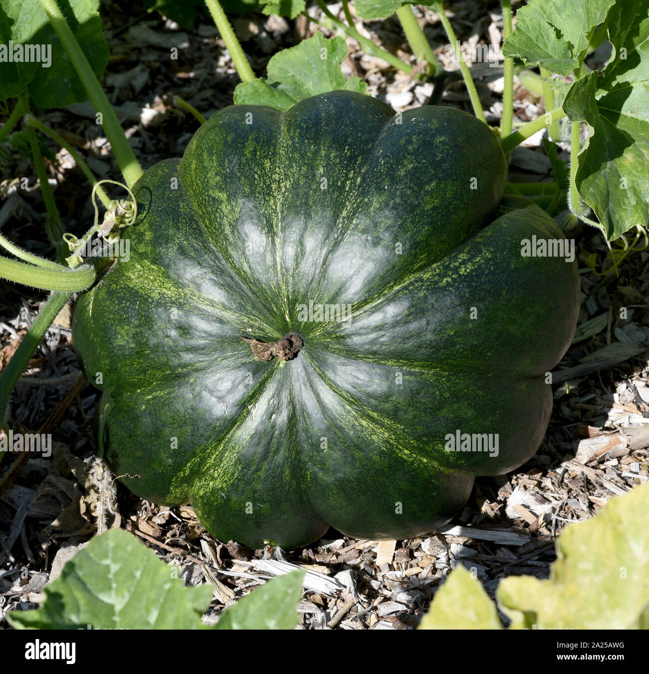 Muskat kuerbis hi-res stock photography and images - Alamy
