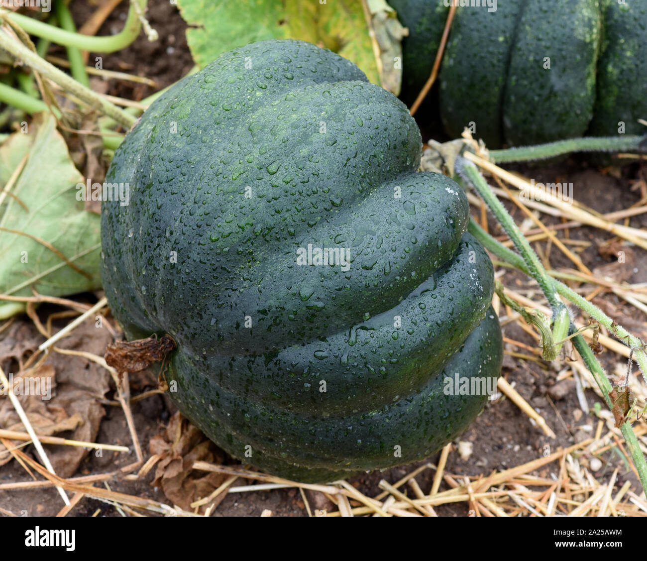 Muskat, ist ein Speisekuerbis und eine schoene attraktive Gartenfrucht ...