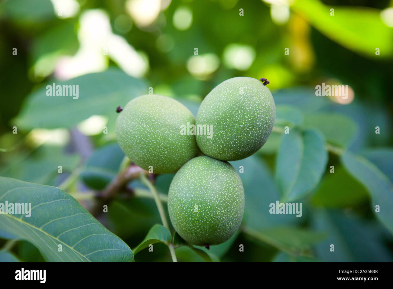 Walnut tree fruits hi-res stock photography and images - Alamy