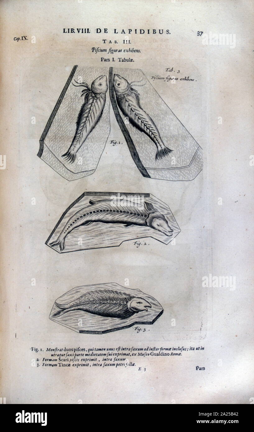 Illustration depicting fish fossils, from 'Mundus Subterraneus' by ...