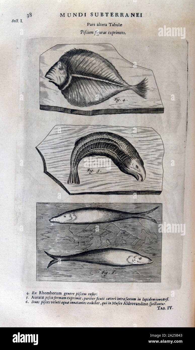 Illustration depicting fish fossils, from 'Mundus Subterraneus' by ...