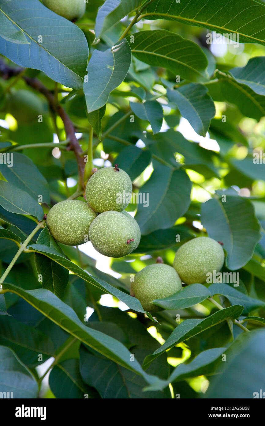 Fresh walnuts hanging on a tree in the blue background. Green walnut ...