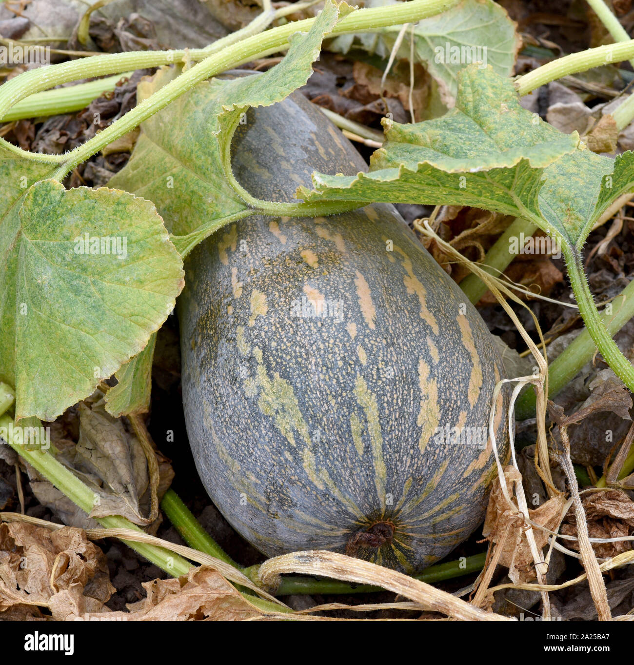 Pienna di napoli hi-res stock photography and images - Alamy