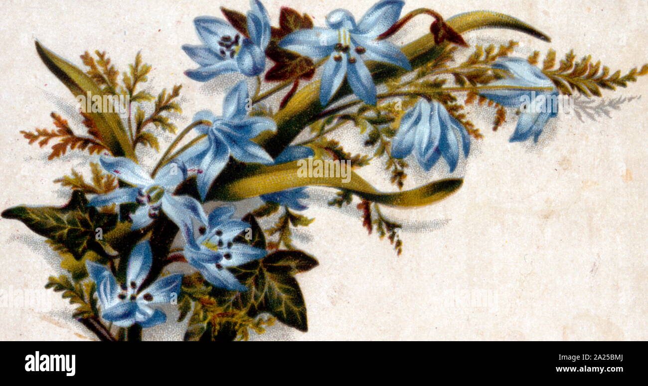 19th century flowers hi-res stock photography and images - Alamy