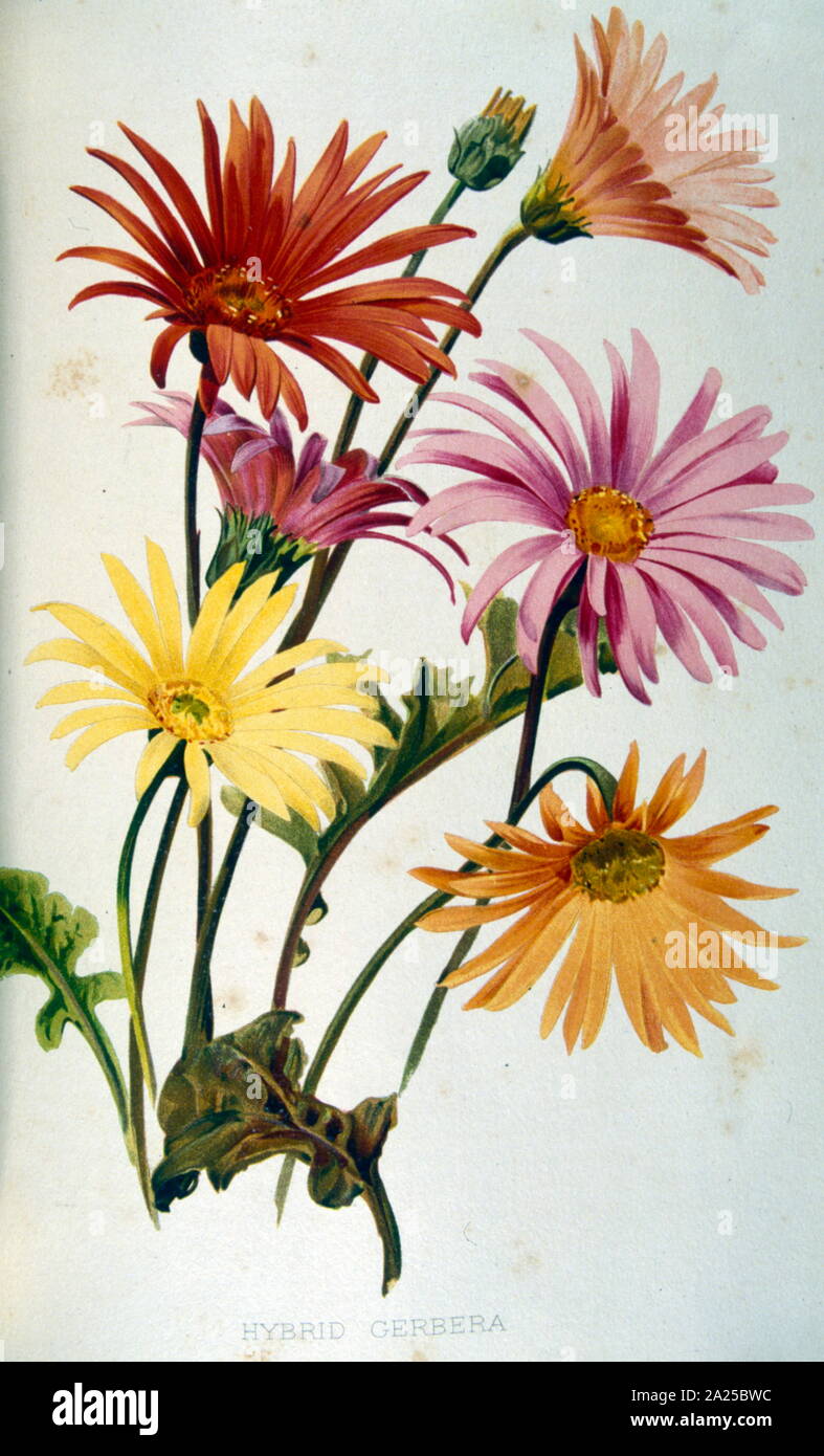 French botanical illustration of a group of Hybrid Gerbera flowers ...
