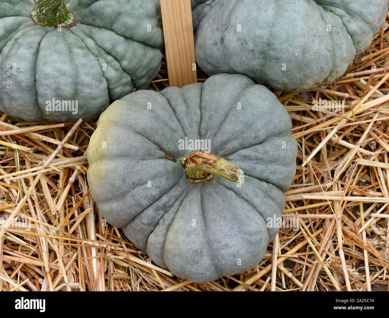Triamble pumpkin hi-res stock photography and images - Alamy
