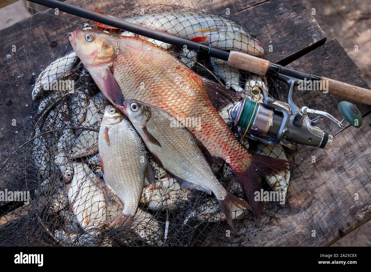 Fishing concept, trophy catch - big freshwater common bream known as ...