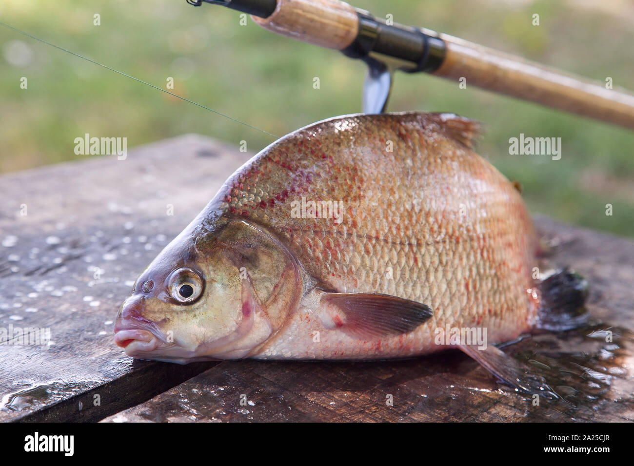 Fishing concept, trophy catch - close up view of just taken from the ...