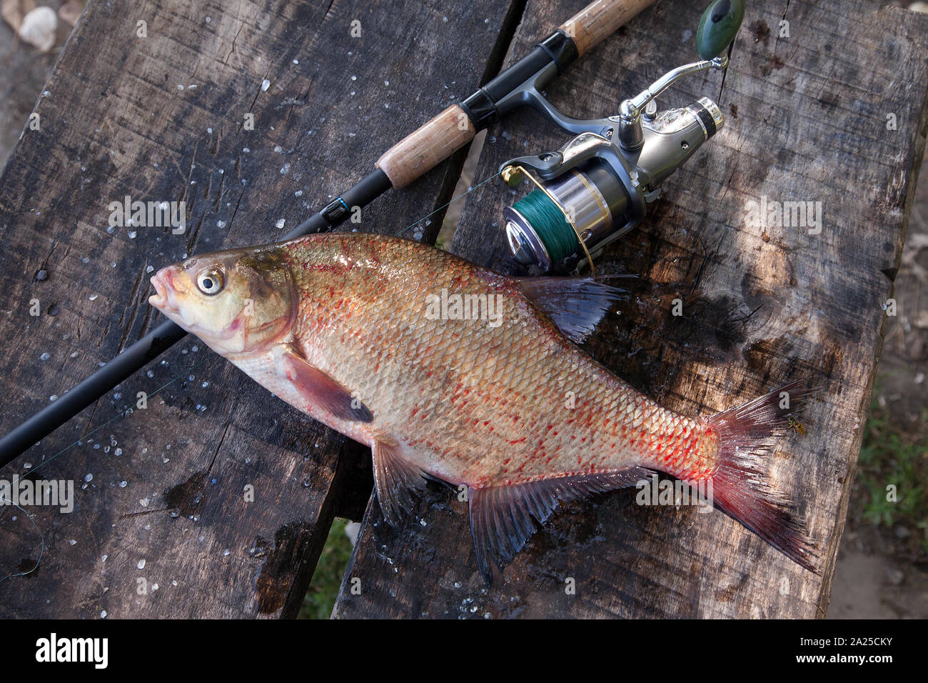 Fishing concept, trophy catch - just taken from the water big ...