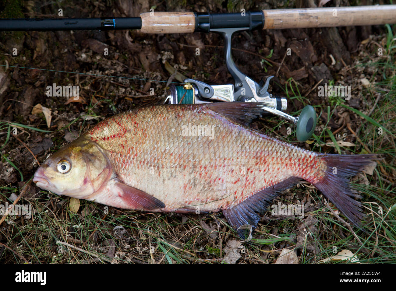 Good catch. Just taken from the water big freshwater common bream known ...