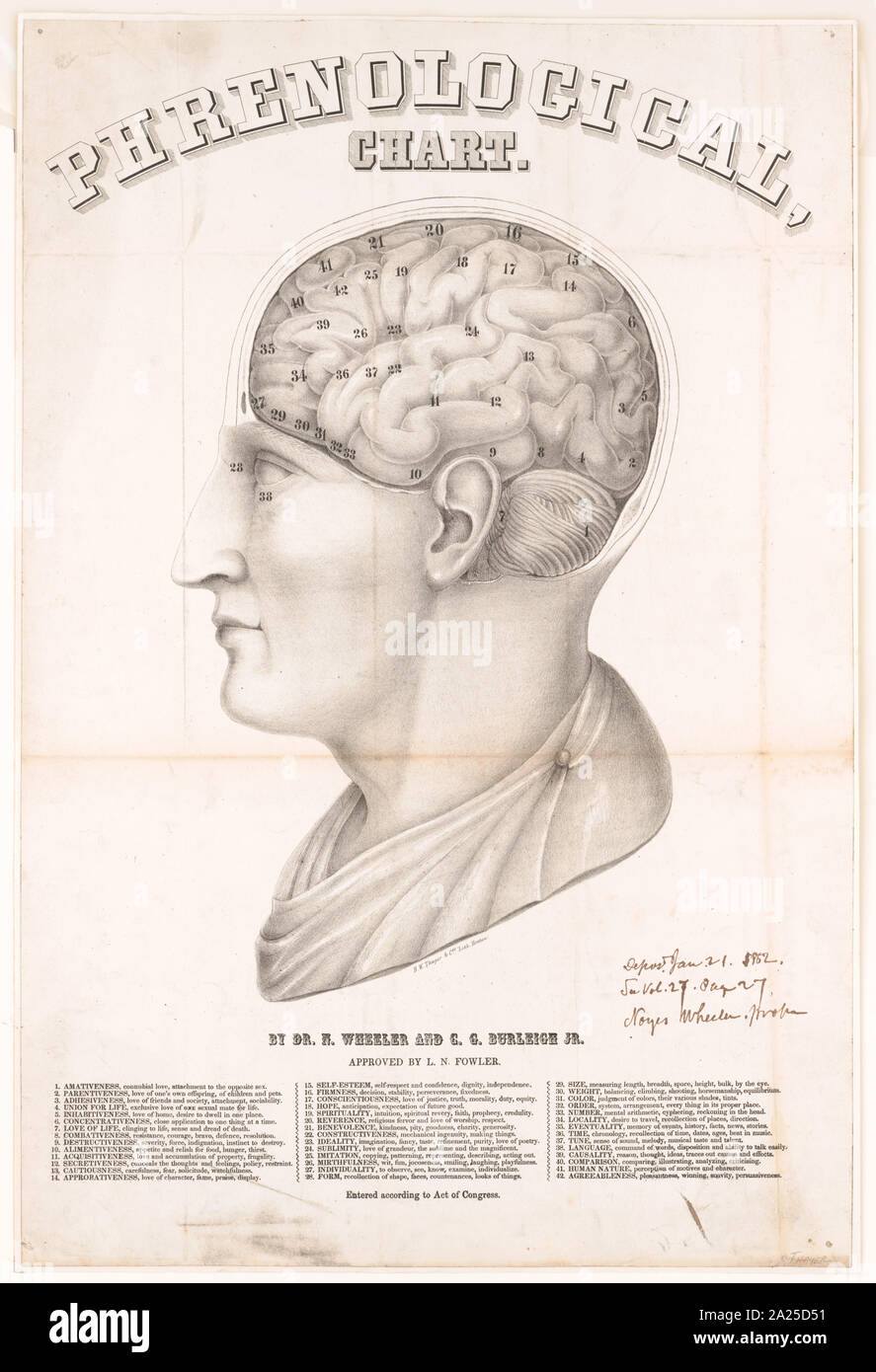 Phrenological hi-res stock photography and images - Alamy