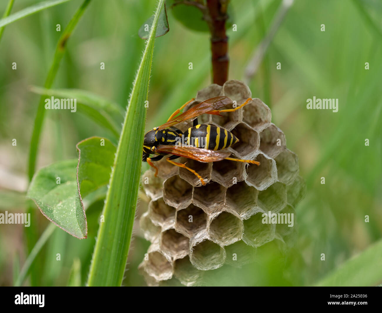 Small wasps nest hi-res stock photography and images - Alamy