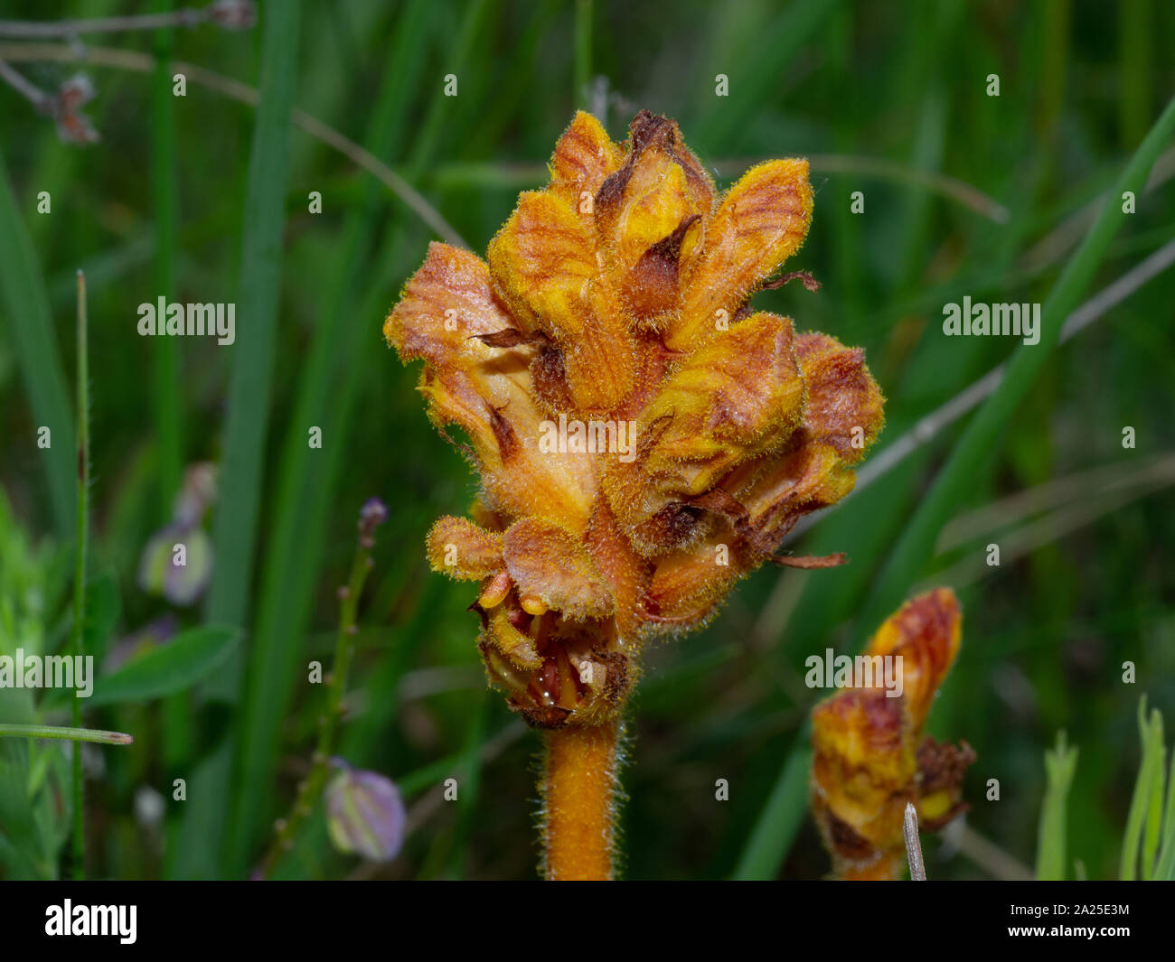 Yellow broomrape hi-res stock photography and images - Alamy
