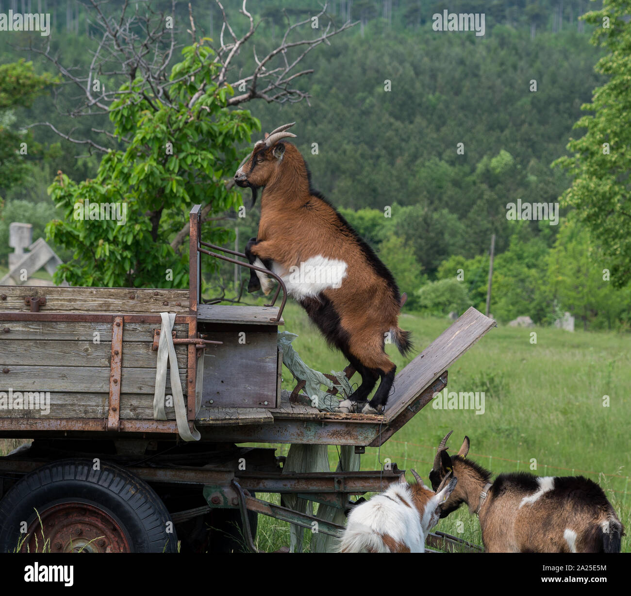 Farming goats hi-res stock photography and images - Alamy