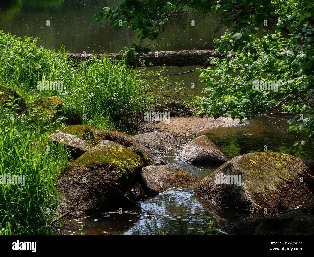 Little creek in forest Stock Photo - Alamy