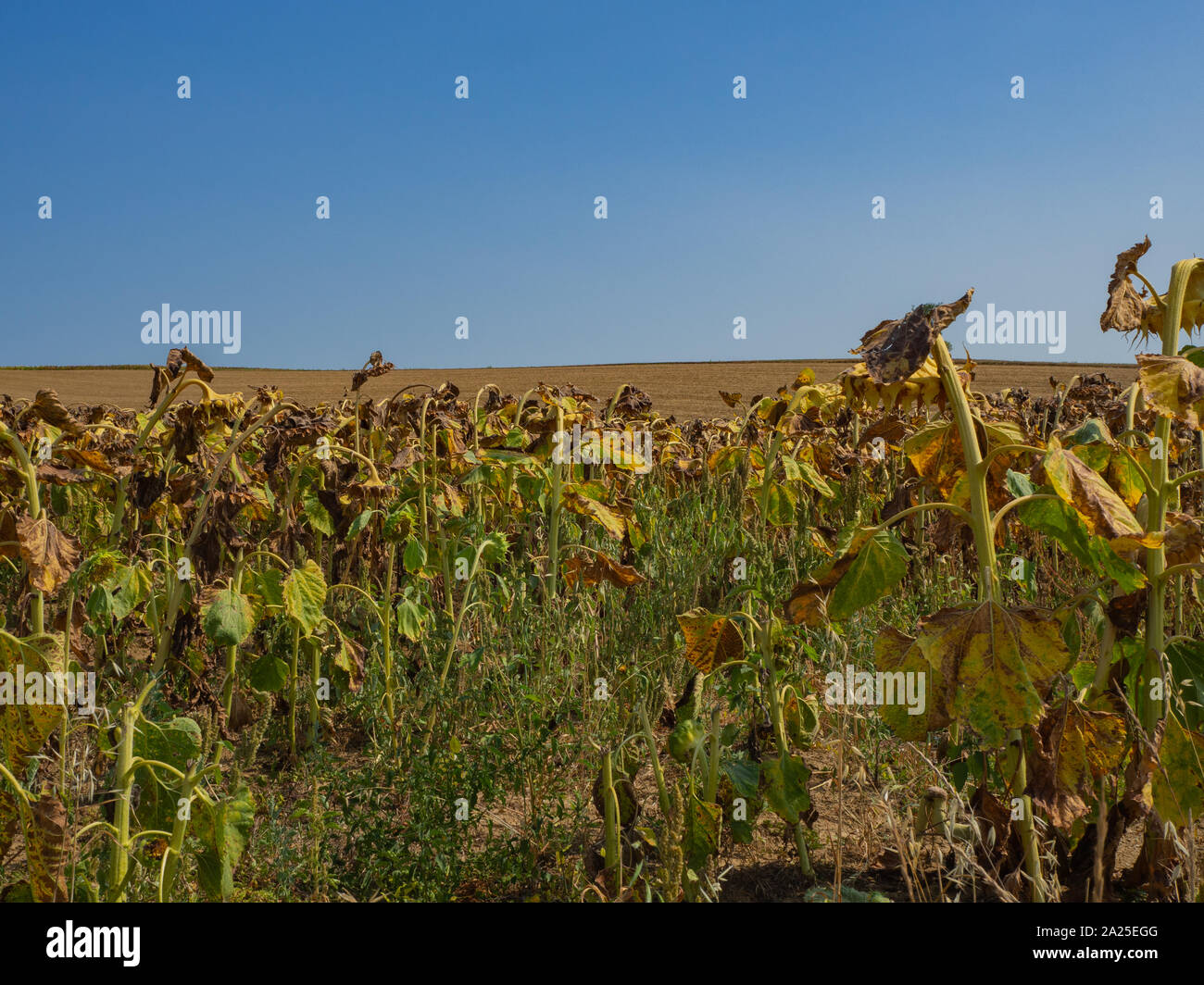 Sunflower in corn hi-res stock photography and images - Alamy