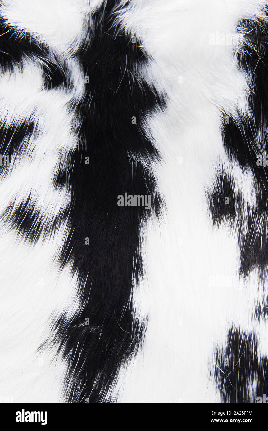 domestic rabbit fur, color black and white, spotted (CTK Photo/Libor ...