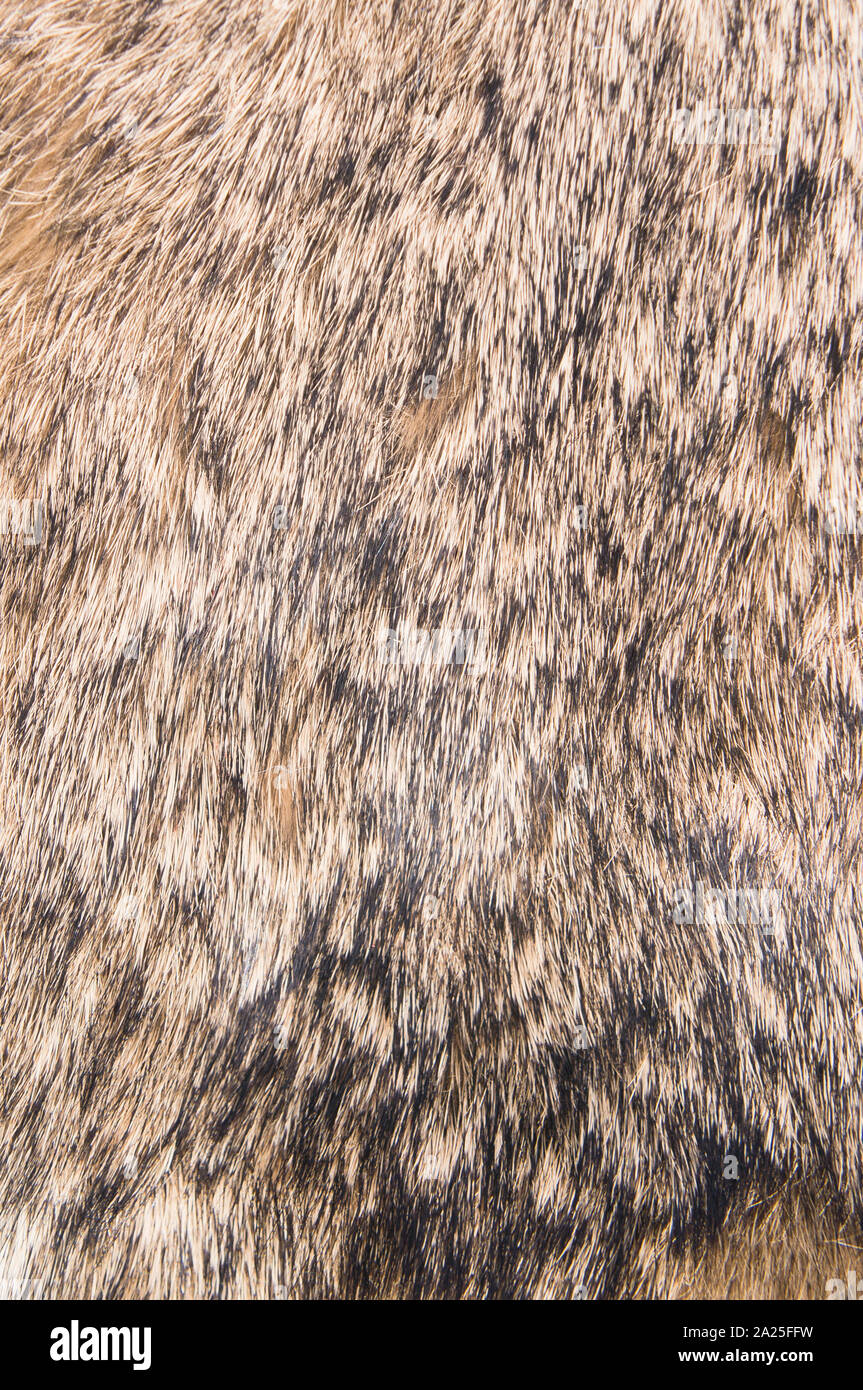 Fur color hi-res stock photography and images - Alamy
