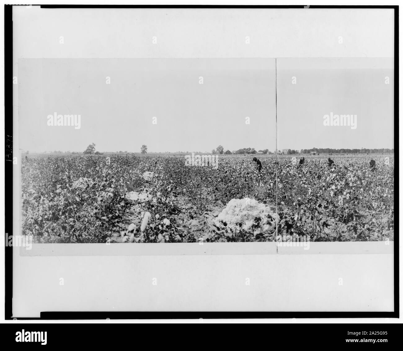Cotton field workers Black and White Stock Photos & Images - Alamy