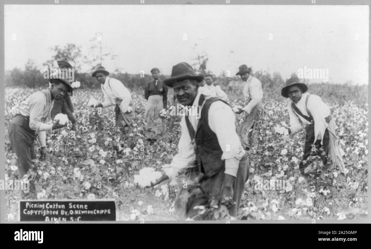 Picking cotton scene Stock Photo - Alamy