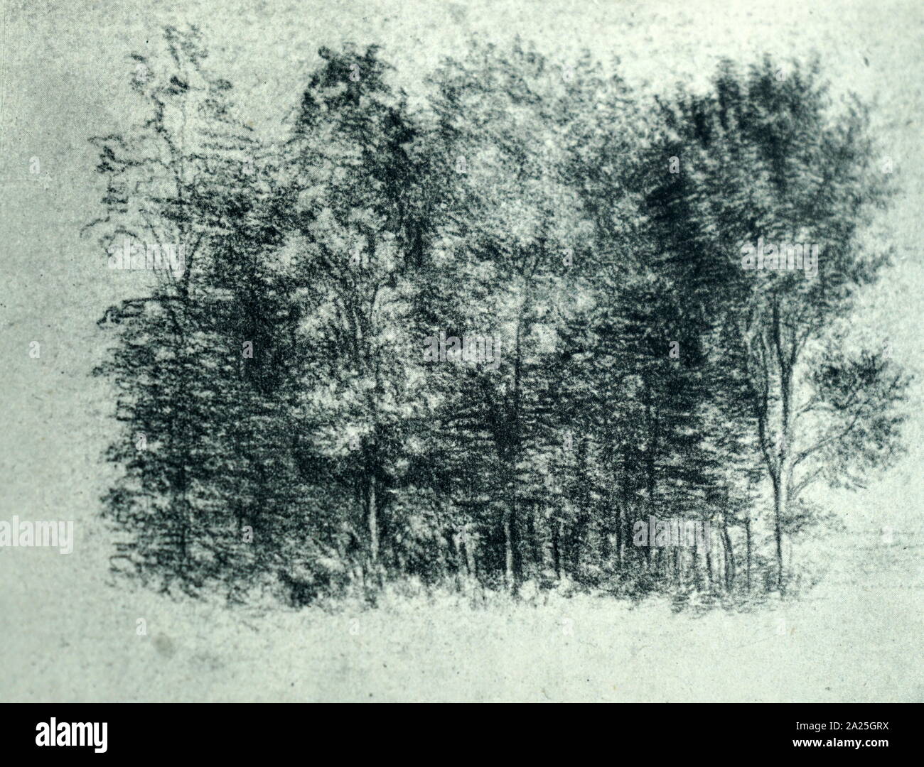 Renaissance illustration of tree hi-res stock photography and images ...